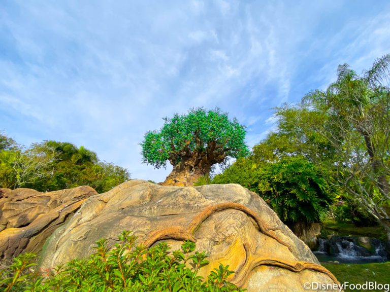 5 Important Tips For Early Theme Park Entry in Disney World | the ...
