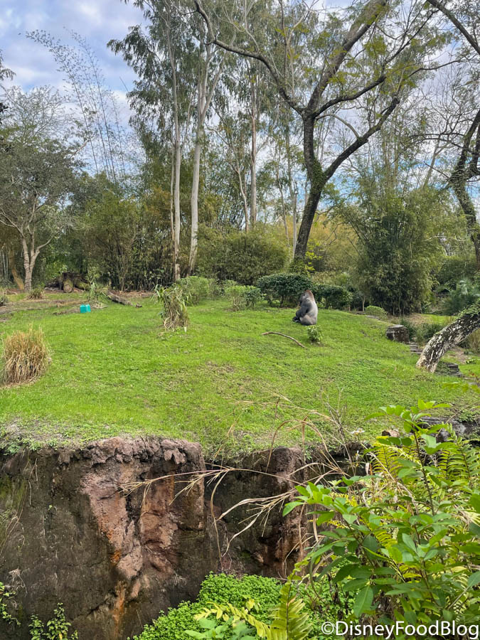 PHOTOS: A Trail in Disney’s Animal Kingdom is Currently Under ...