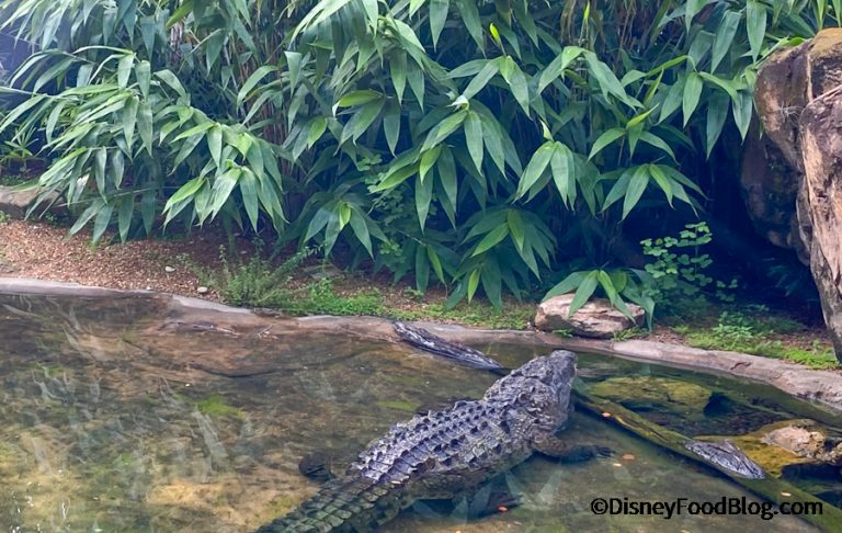 5 Things You Might Not Want to Know About Disney World | the disney ...