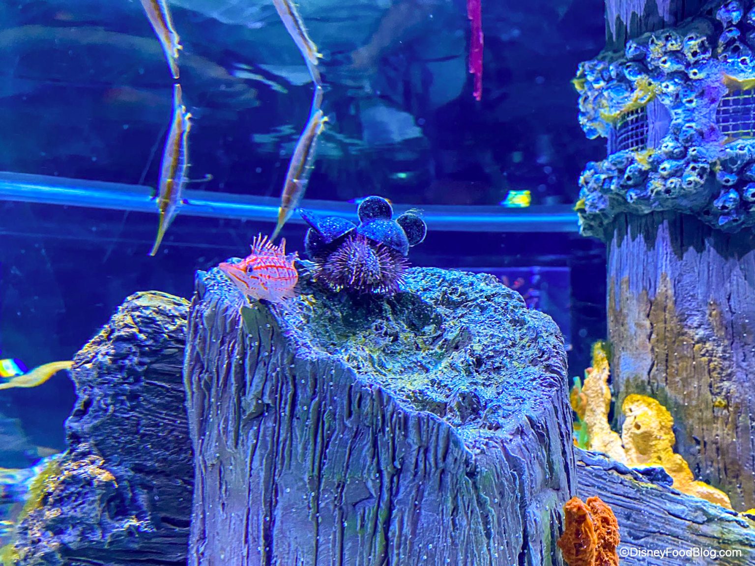 We Promise 🤞 This Disney World Post Is Sure to Make You SMILE! | the ...