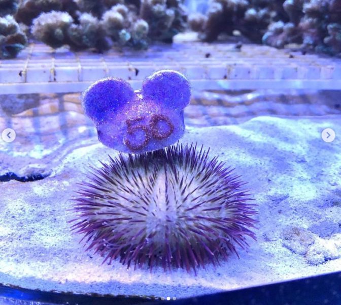 PHOTOS: Your Daily Dose of Happy From Disney World (Hat-Wearing Sea ...