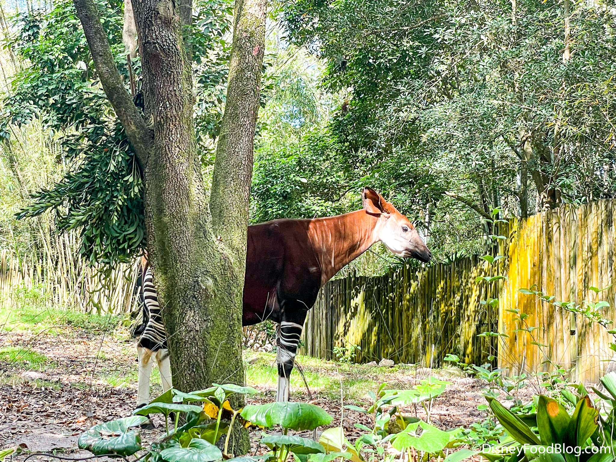 animals in disney world | the disney food blog