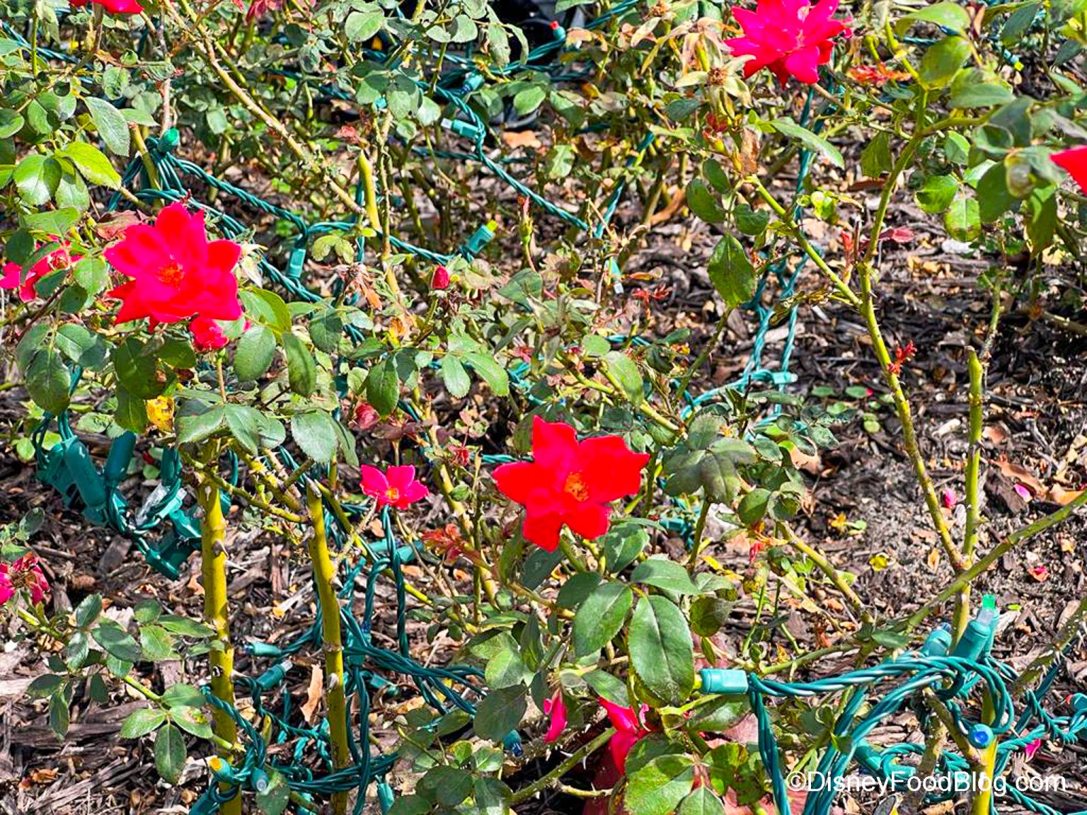 ALERT: Look Closely to See the Newest Holiday Decorations in Disney ...