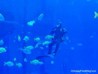 Disney World EPCOT Seas Adventure — DiveQuest | the disney food blog