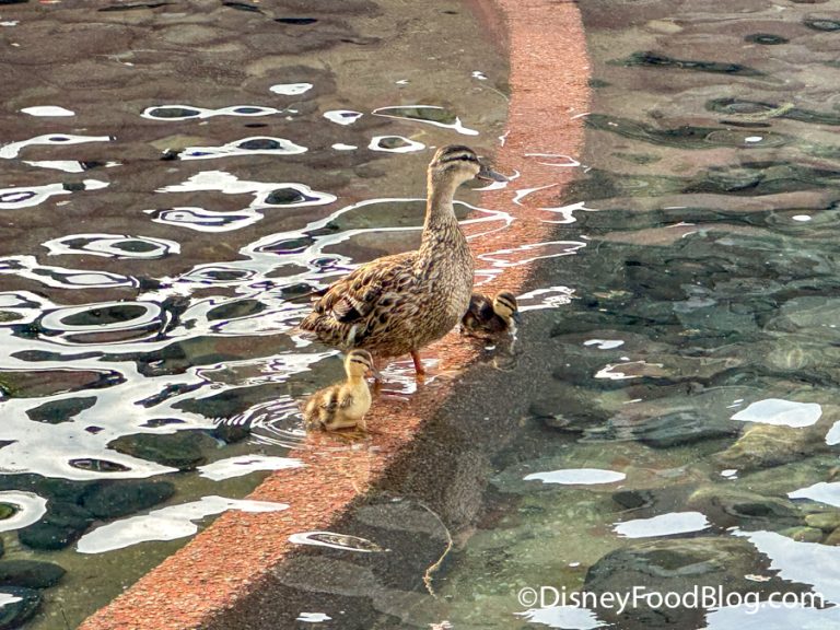 I Promise This Is the CUTEST Disney News You're Going To See Possibly ...