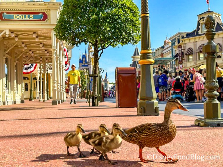 Baby Ducks Tried To Ride Jungle Cruise in Magic Kingdom and Yes It's as ...