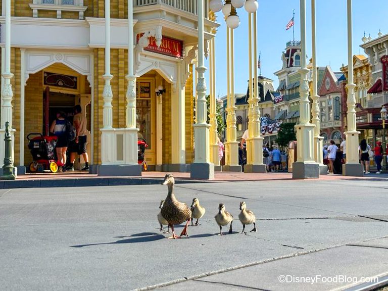 Magic Kingdom Had Some VERY Special Guests Today | the disney food blog