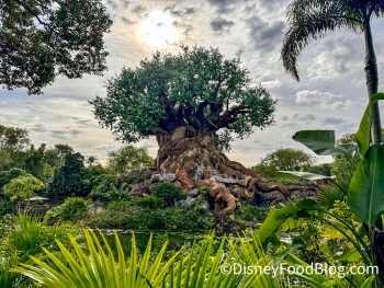 Disney Food Pics of the Week: Hidden Mickeys! | the disney food blog
