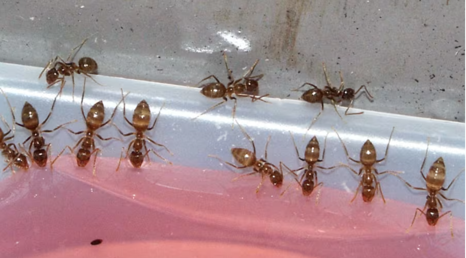 A 'Crazy Ant' Species Has Been Spotted Near Disney World. No, Really ...