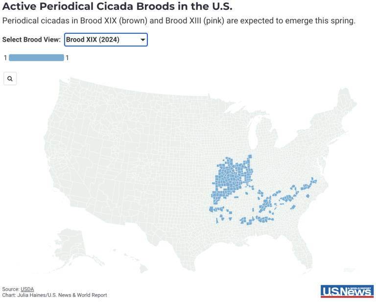 TRILLIONS of Cicadas Are Emerging in the U.S. – Are They Going to ...