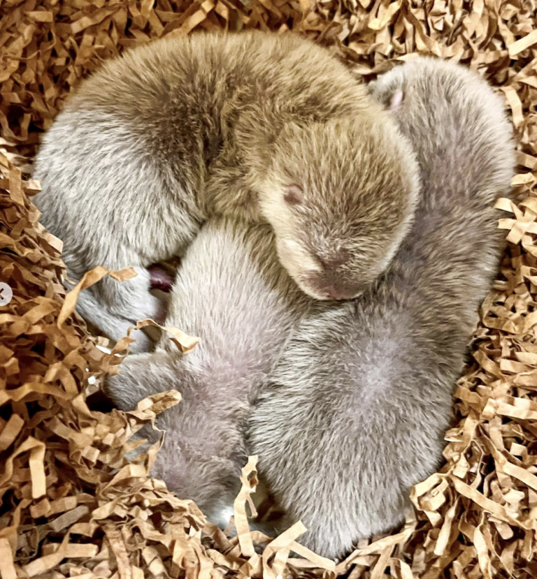 Disney's NEW Animal Kingdom Announcement Is Literally the Best Thing I ...
