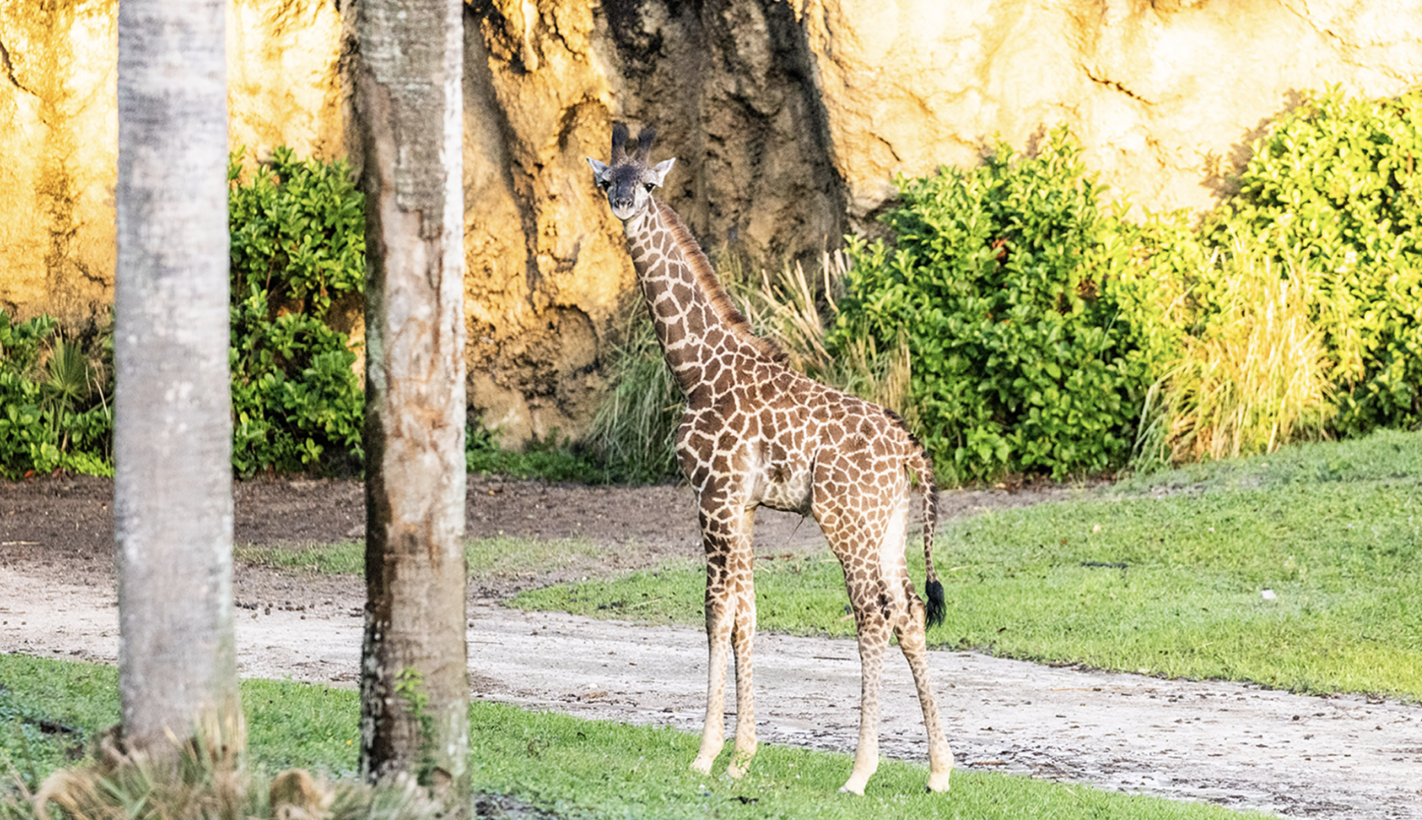 BABY ANIMAL ALERT! A New Baby Giraffe Will Make Its Animal Kingdom ...