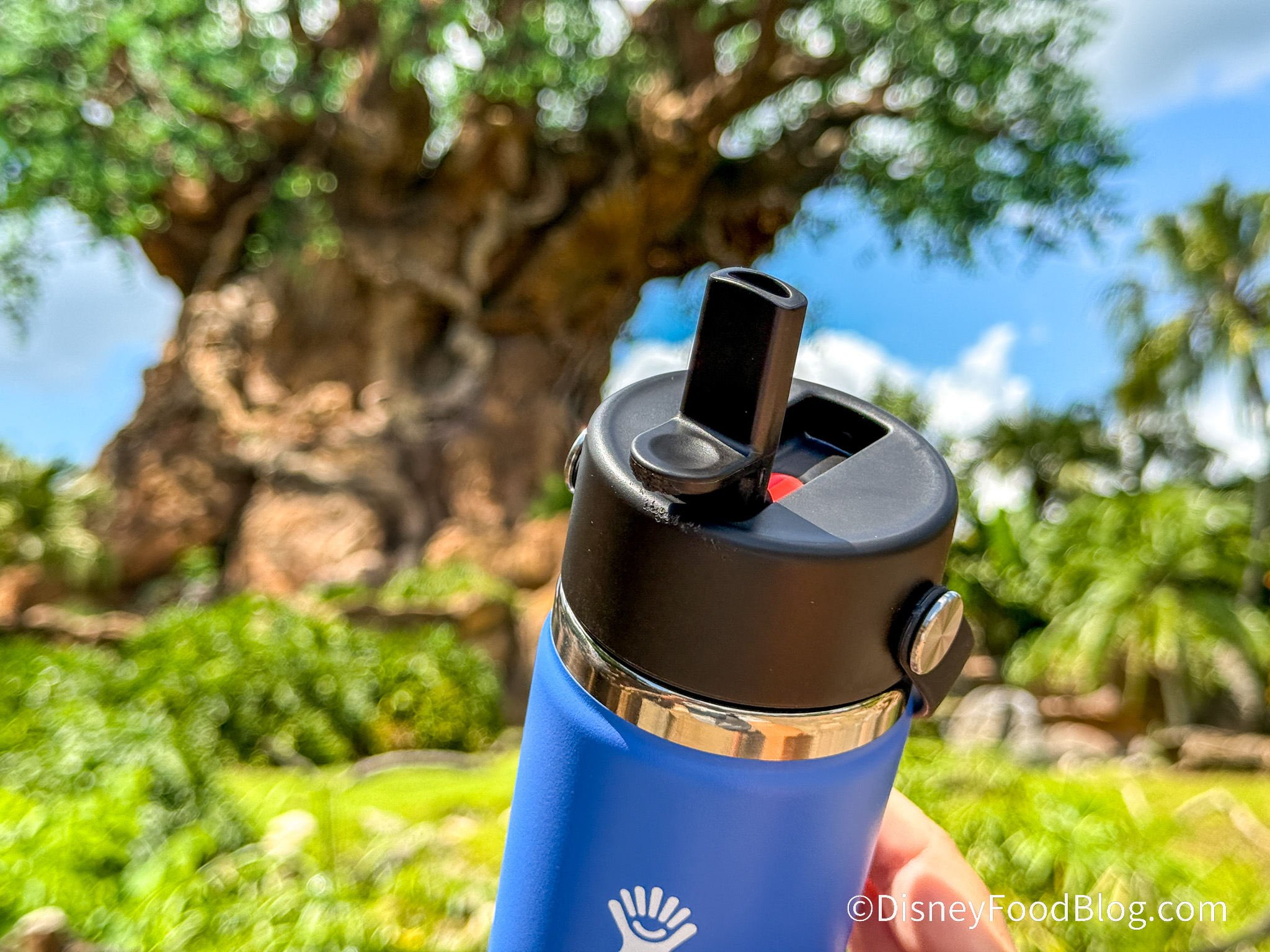 We Tested 5 Water Bottles for Disney World and There Was 1 Clear Winner ...