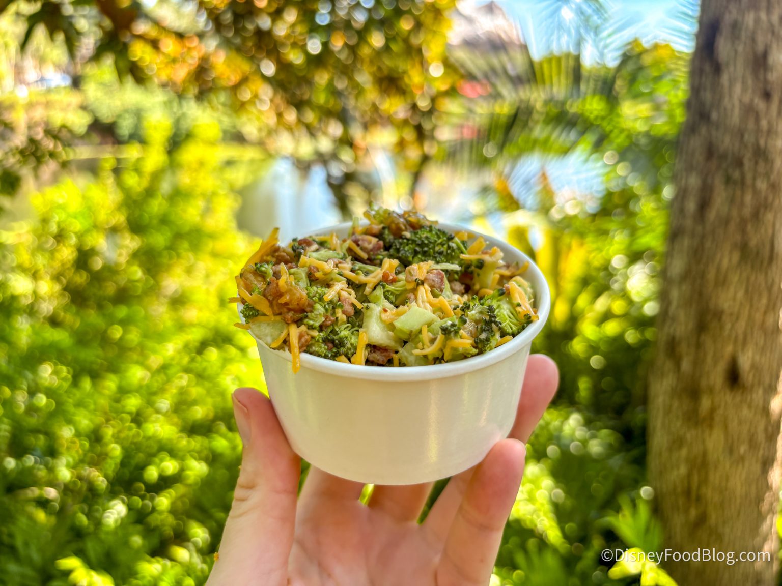 REVIEW: Only Real Disney Fans Know the Glory of Flame Tree Barbecue ...