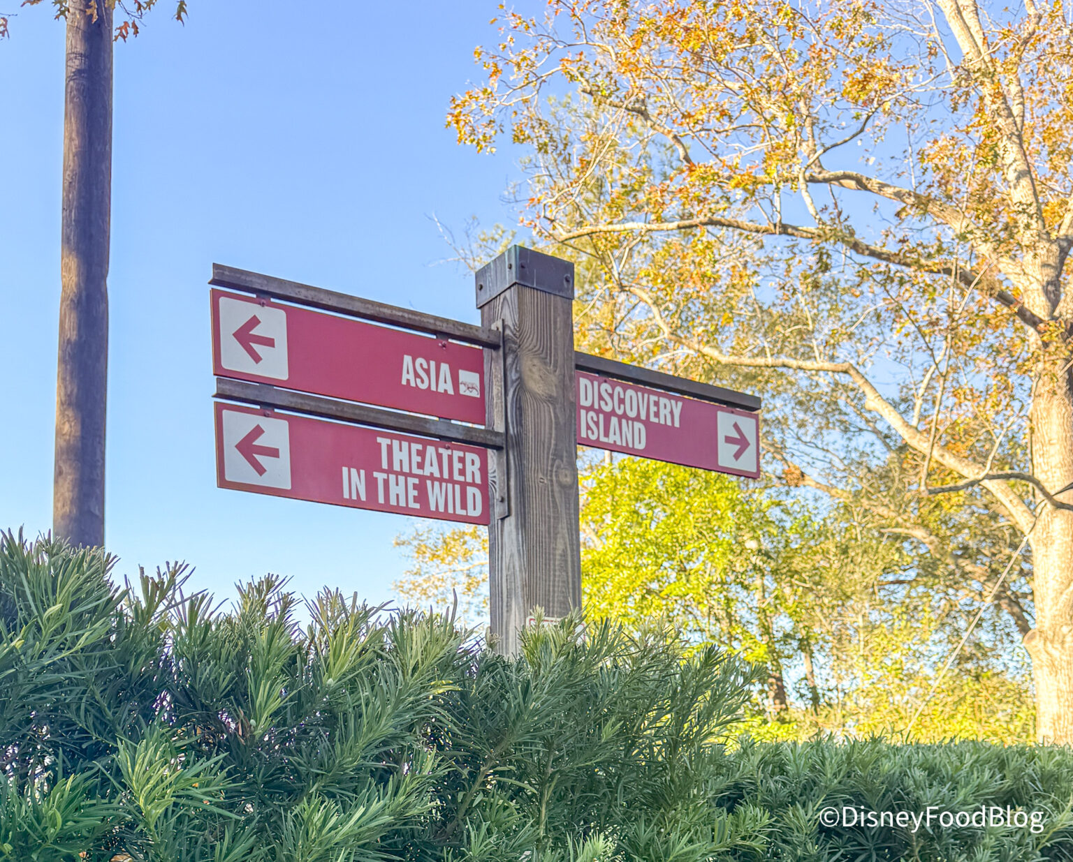 See the CHANGES at DinoLand U.S.A. Following Permanent Closure | the ...