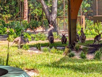 jumping junction at bluey's wild world | the disney food blog