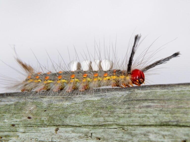 WARNING: Watch Out for These FUZZY BUGS on Your Next Disney World Trip ...
